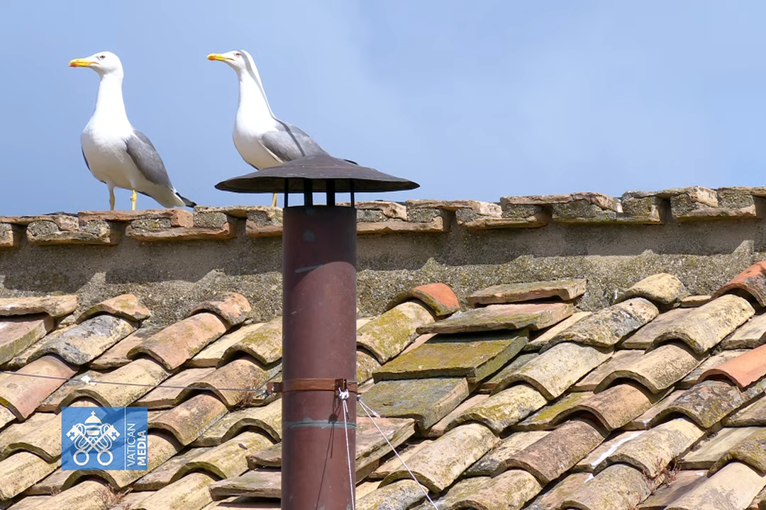 Mewy również czekają na biały dym podczas wyboru papieża | eKAI